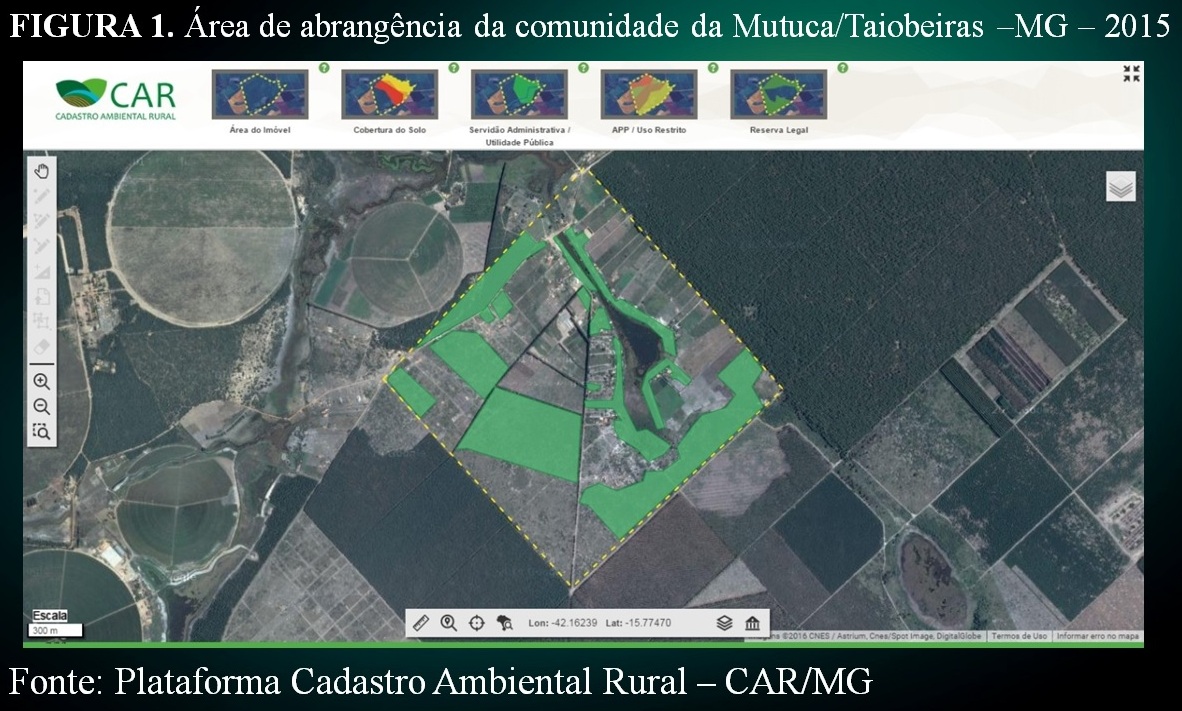 Pé de Taioba - Porque a Raíz da gente é que alimenta os nossos frutos ...