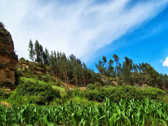 DISTRITO DE PUNCHAO HUAMALIES : 2013