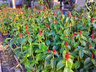 JUAL POHON PACING PENTUL | Costus Specious Smith - PASAR TAMAN