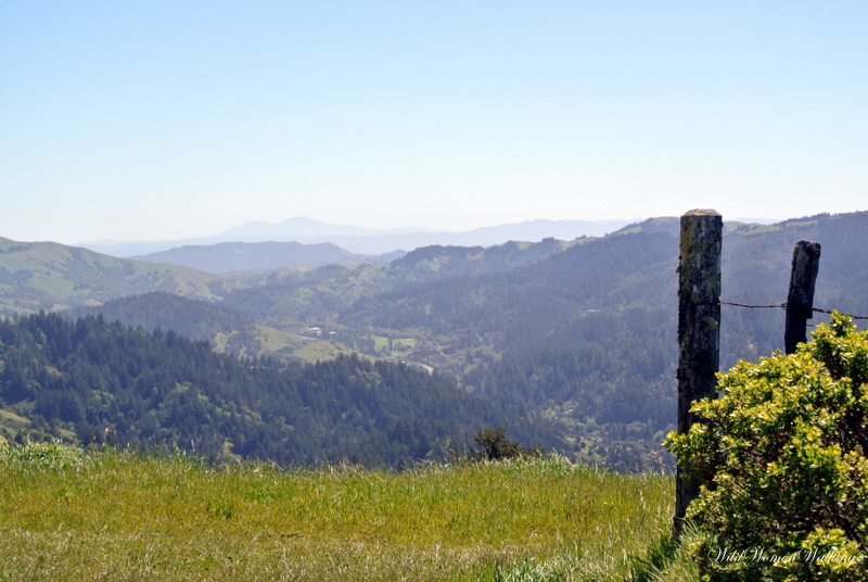 wild women walking: Samuel P. Taylor State Park: Barnabe Mountain