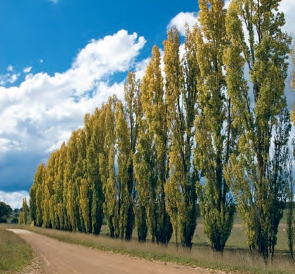 Arborii , pe familii si specii