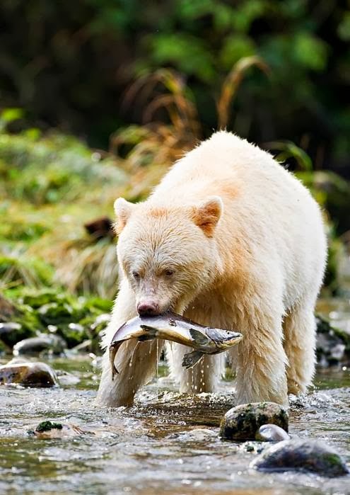 The Kermode Bear: Spirit Bear of British Columbia | The Ark In Space