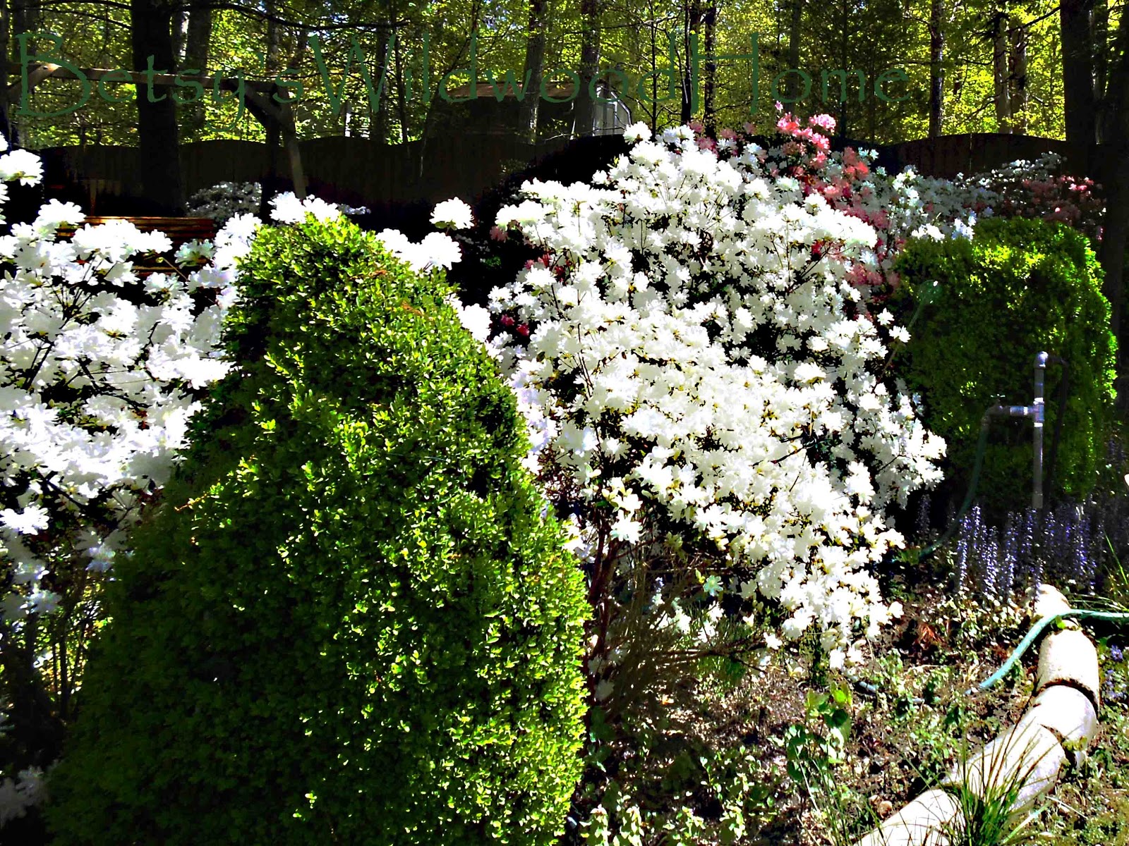 Betsy's Wildwood Home: It's whats in bloom