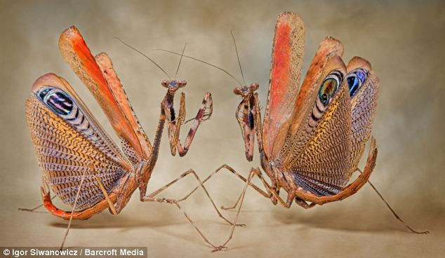 Colorful Praying Mantis and Insects Pictures | Amazing Pictures