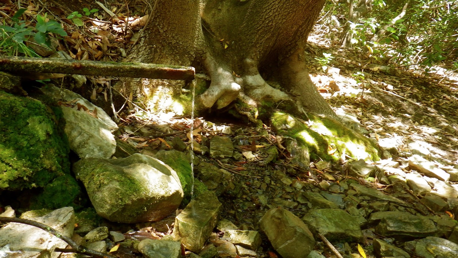 Tuck Everlasting Chapters 6-10 - Mr. Elsinger Grade 6