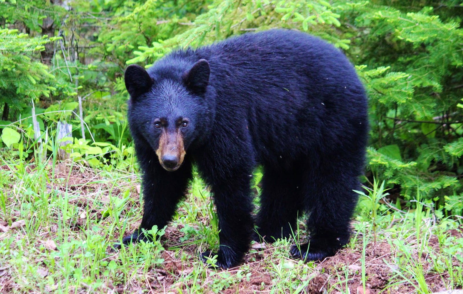 Ohio Thoughts: Lake Superior Circle Tour, Canada