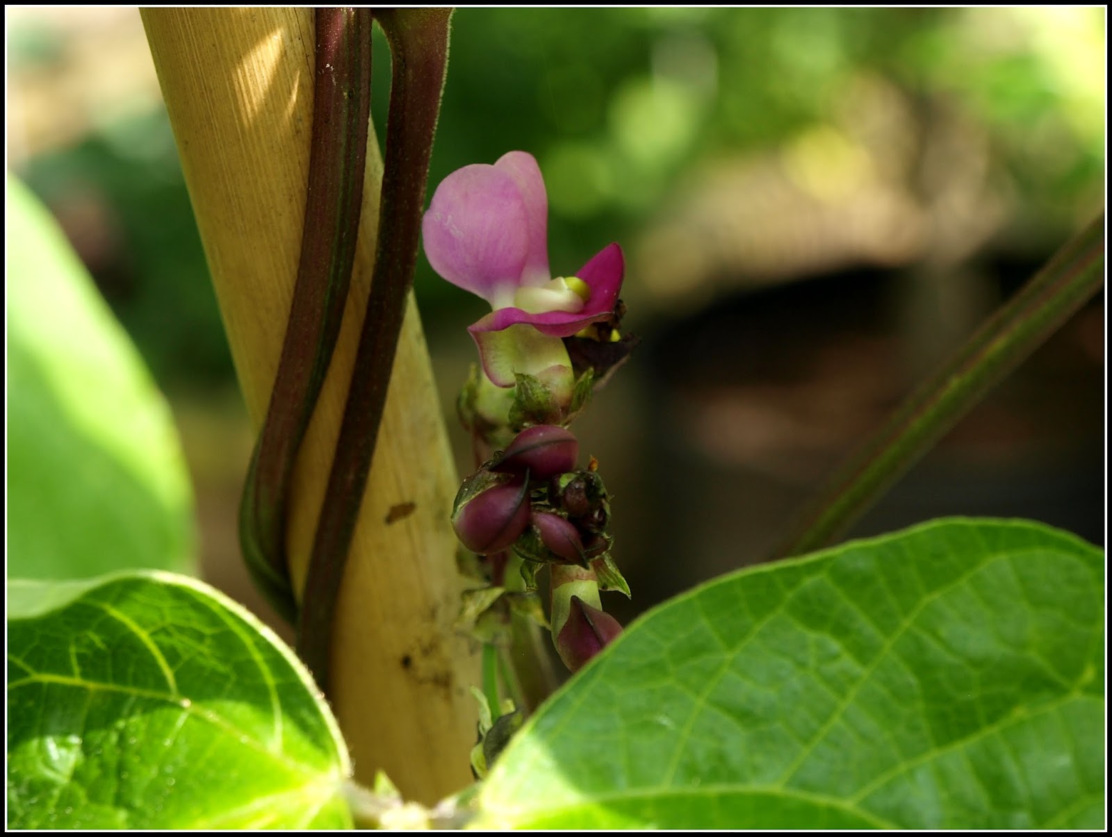 Mark's Veg Plot: Climbing Beans are climbing