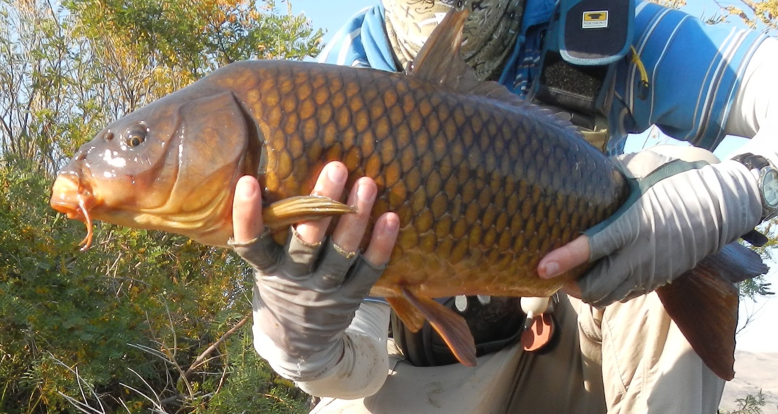 Trashfishing and Funhogging