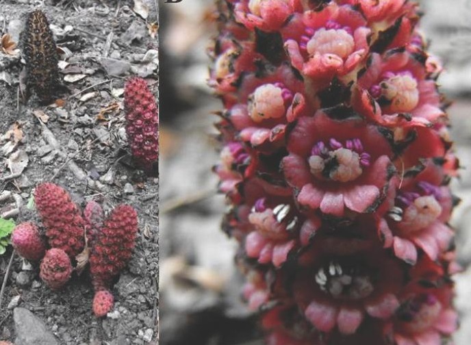 ALAM TUMBUHAN: KELUARGA MEMBUNGA / MEMBUNGIA [Cytinaceae family]