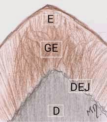 Oral Pathology India: ORAL HISTOLOGY DIAGRAMS-ENAMEL