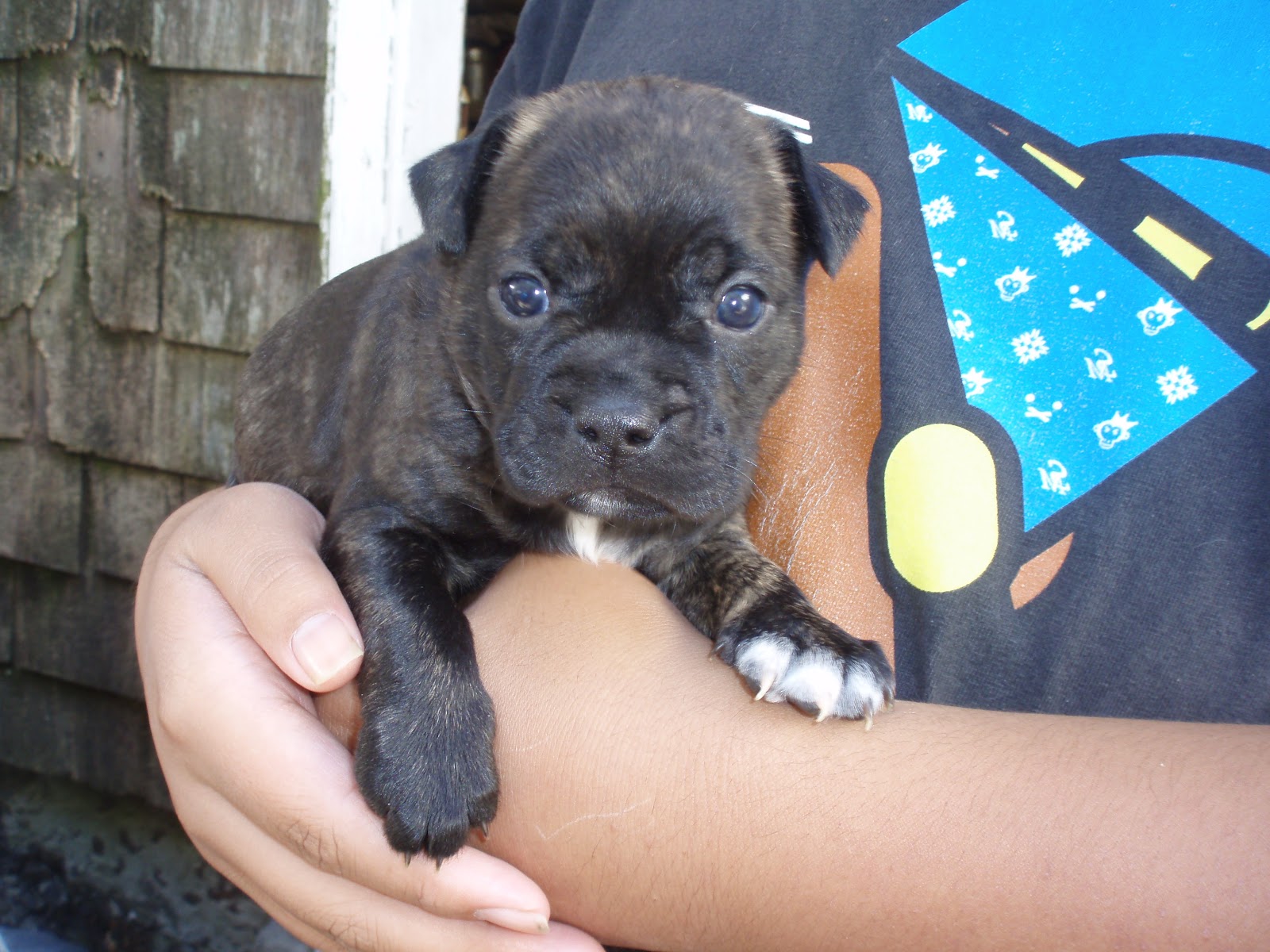 Nine reasons to rejoice!: Meet the MUGGINS (min pin-pug mixes!)