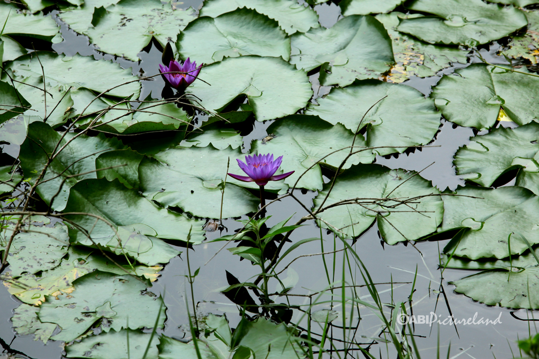 .: Ambal flower( water lily)
