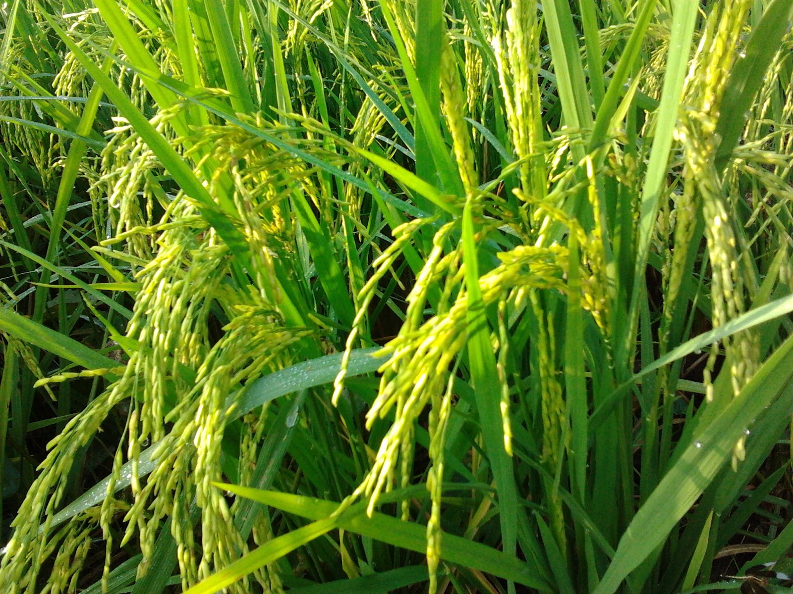 Baja Foliar EZIGROW Vitamin Setiap Tanaman: Sawah Padi Tanjung Piandang