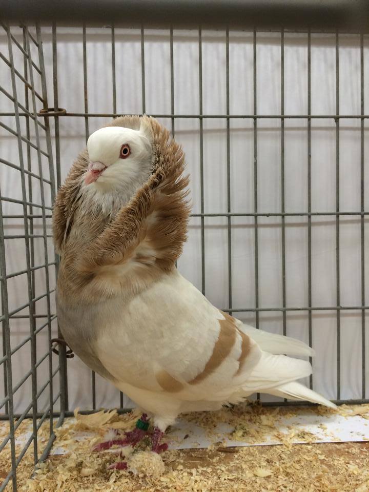 World of Pigeons and Doves: Old Dutch Capuchine ( Altholländischer ...