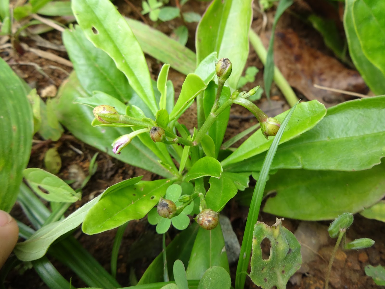 Herbs from Distant Lands: Talinum triangulare - Philippine Spinach ...