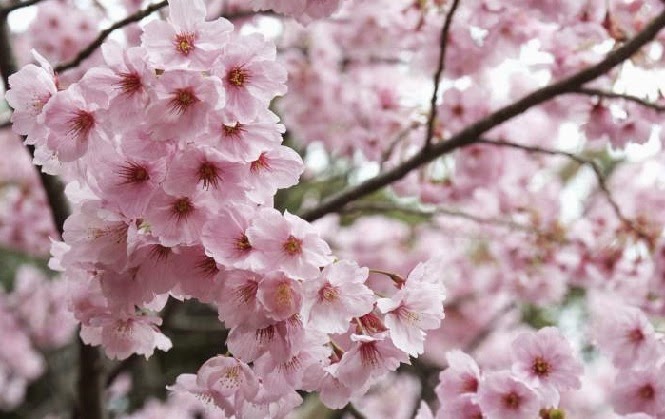 7 Tanaman Jepang Ini Bisa Bikin Kulit Anda Sehat dan Cantik