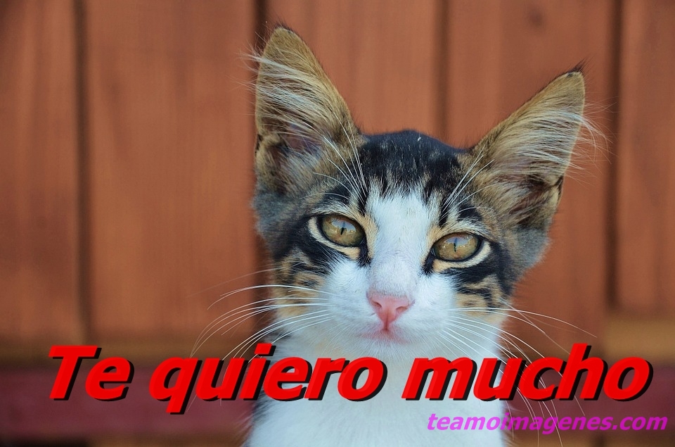 11 Imágenes de gatitos diciendo te amo, te extraño, te quiero mucho ...