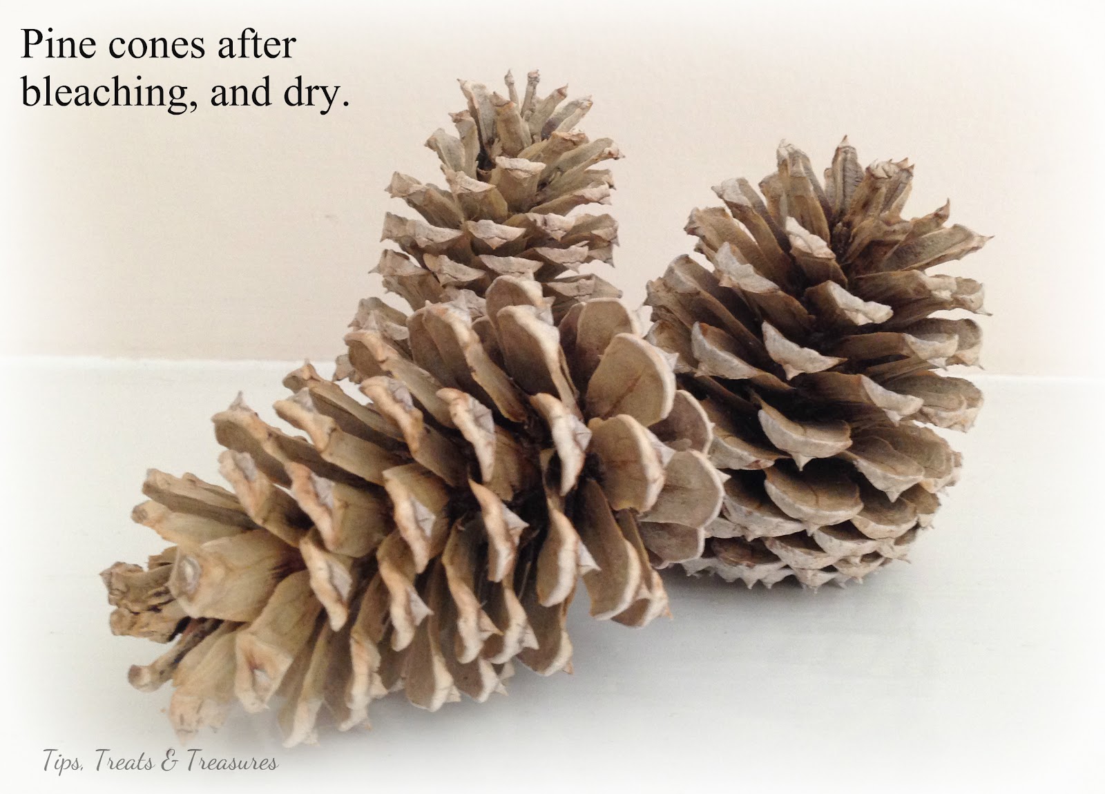 Tips, Treats & Treasures: How to lighten Pine Cones