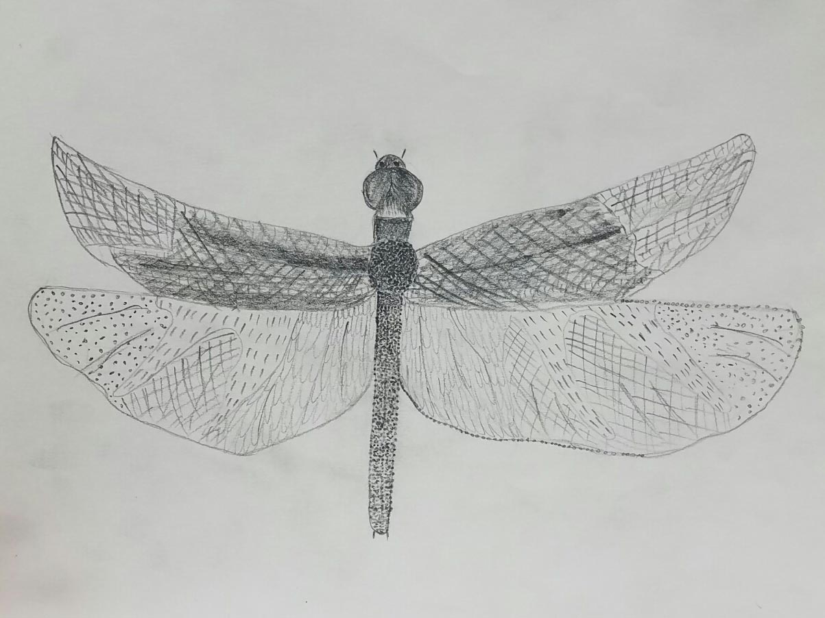 Jerdee's Art Classes: Drawing A | Stippling / Hatching / Cross-hatching ...