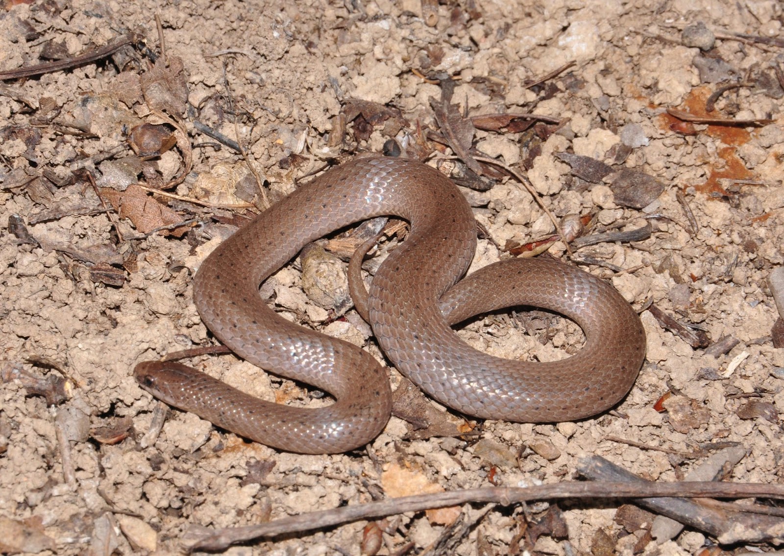 Smooth Earth Snake
