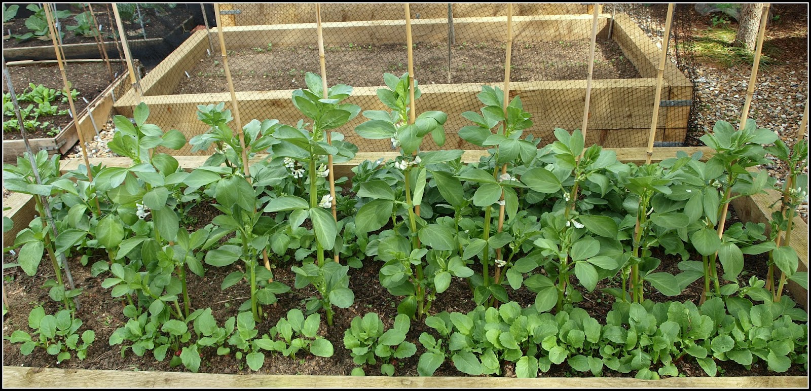 Mark's Veg Plot: Staking my Broad Beans