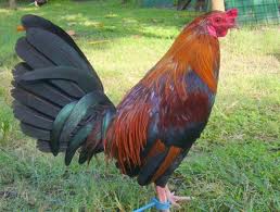 Gamecock Fowl: Game Fowl