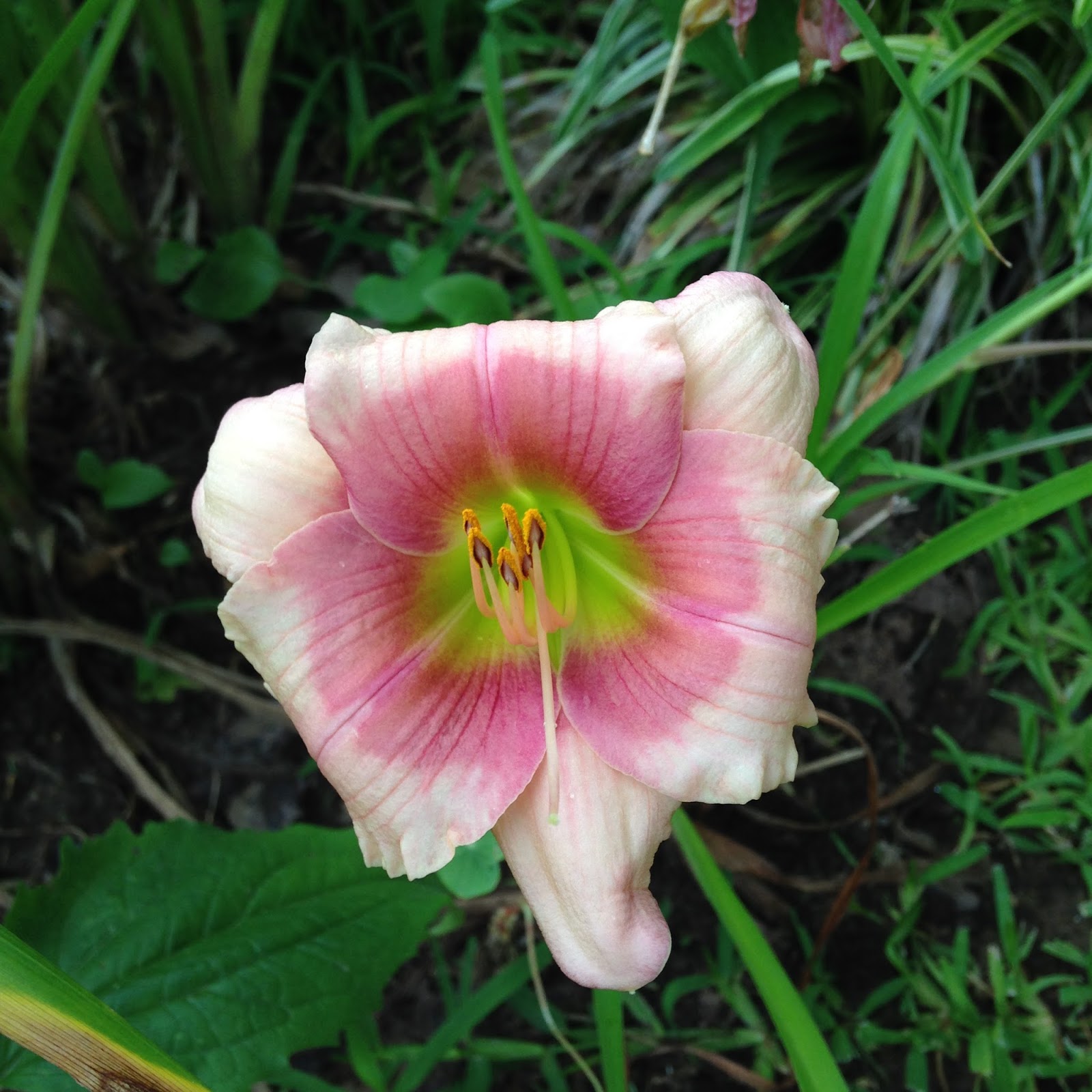 Amateur Gardener: Daylily Time