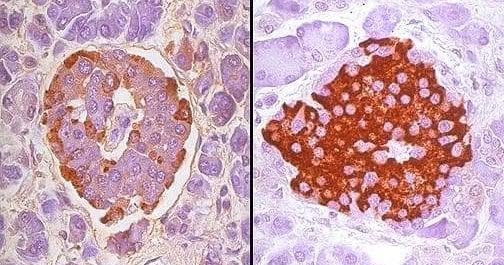 Histology of pancreatic islet cells