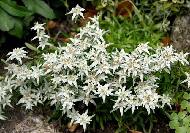 Angelina Wittmann - Arte-Cultura-História e Antropologia : Edelweiss