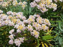 Mengenal Bunga Edelweiss - ATH Aneka Tanaman Hias - Aneka Tanaman Hias ...