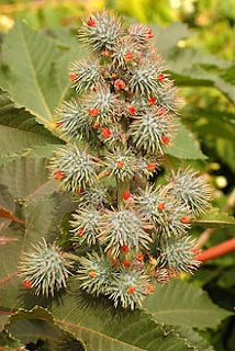 My Own World: Tanaman Jarak/Castor-oil Plant (Ricinus communis)