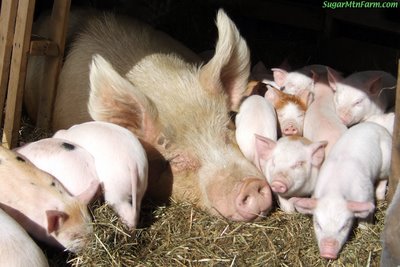 The American Cowboy Chronicles: Pig Conformation: It's Not Rosie O ...