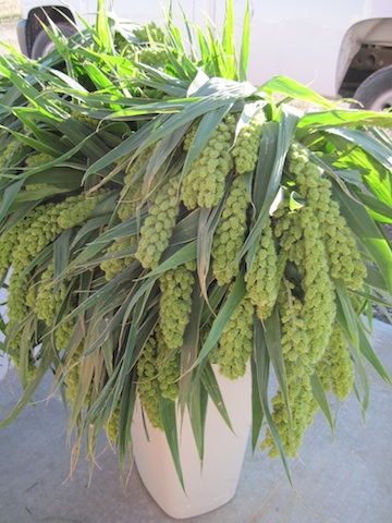 Bindweed Farm: September 2011