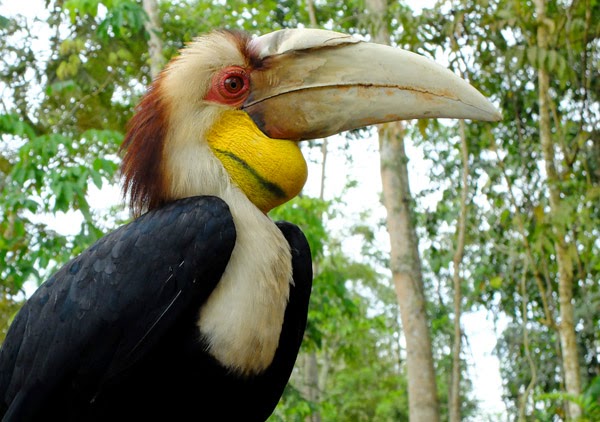 WEST BORNEO CONSERVATION: Enggang / Rangkong Julang Emas