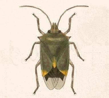 INSECTOS DE P.R. In Memoriam Dr Luis F Martorell y Dr Alain Liogier ,DR ...