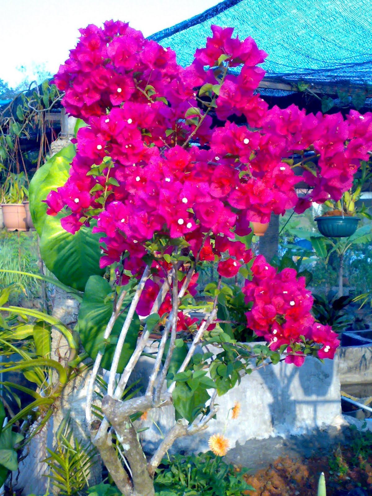 All About My Plant: Meriahnya Bila Pokok Bunga Kertas Berbunga