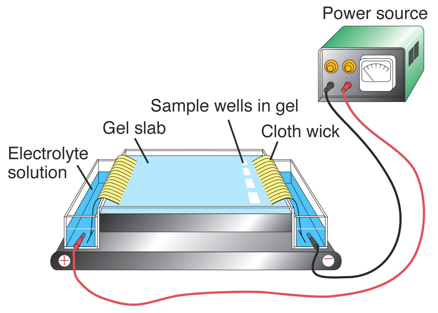 Biology: MENGENAL ELEKTROFORESIS
