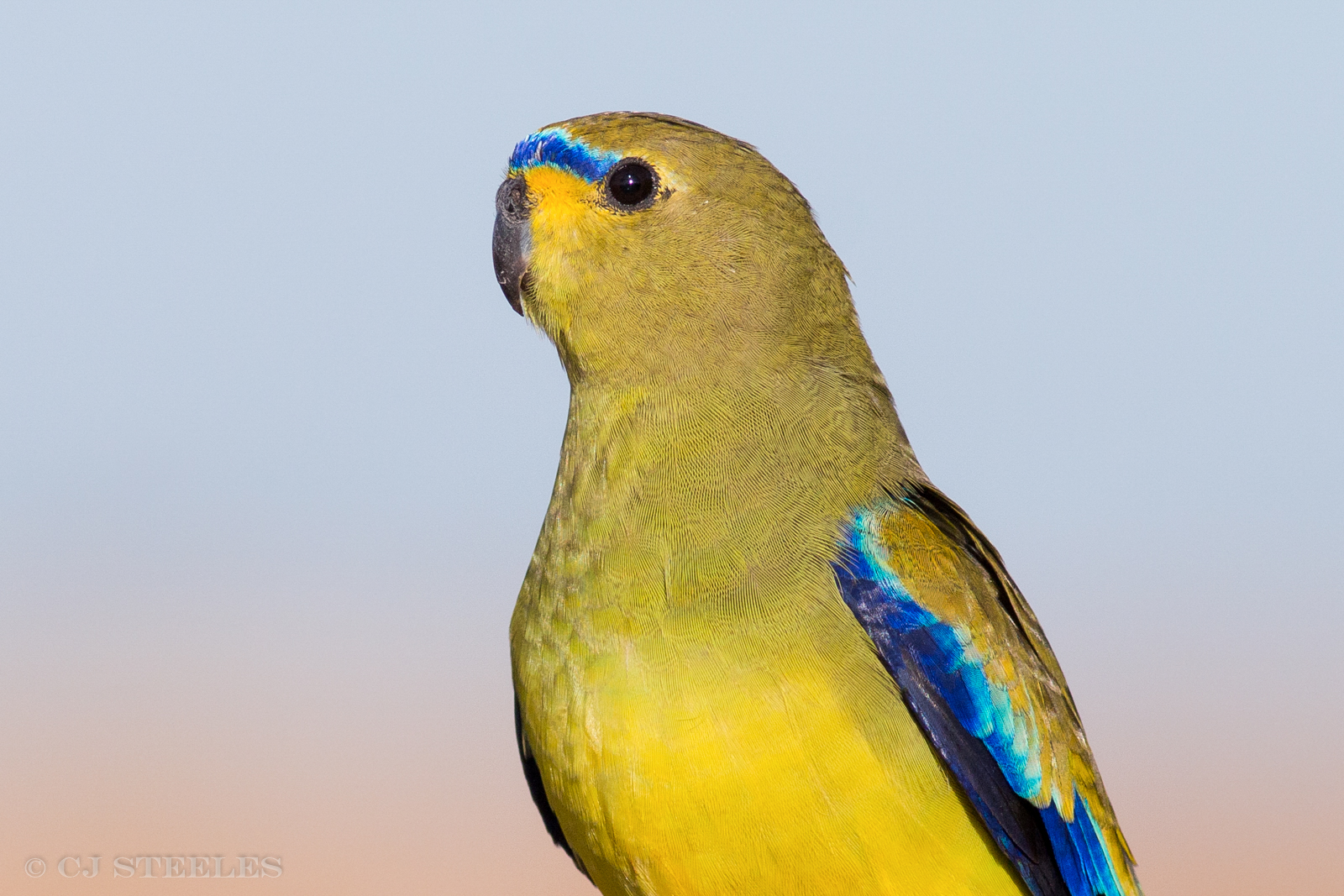 Of Potato weed and Elegant Parrots....