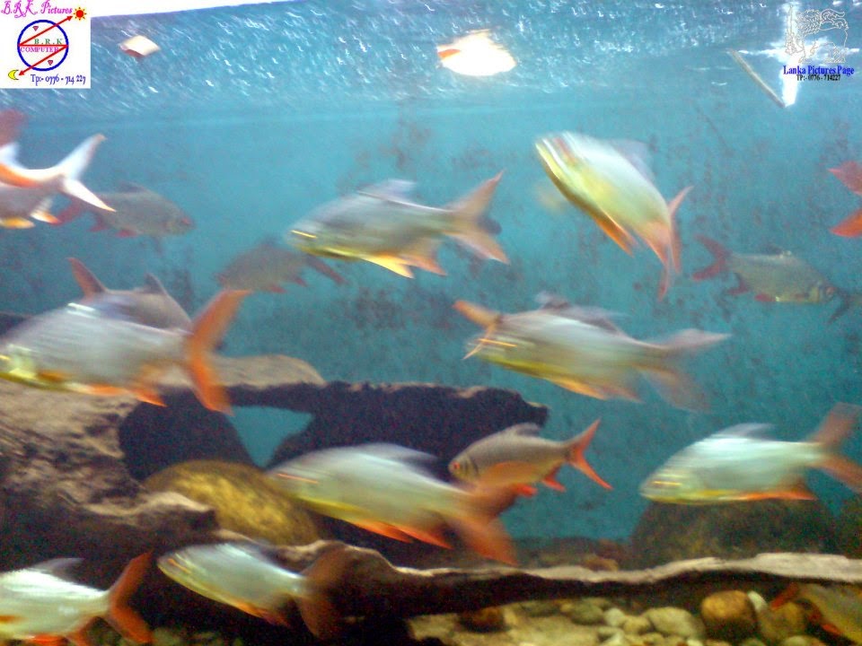 Lanka Pictures Page: Water World - Kelaniya, Sri Lanka