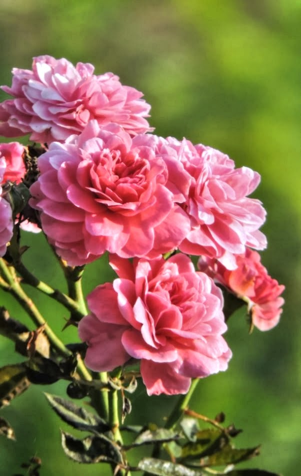 Garden Pinky Flowers | Backyards Click