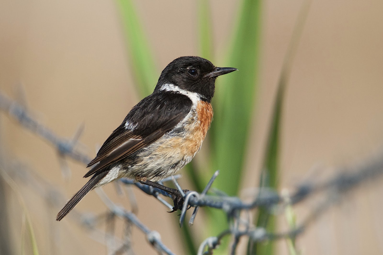 Charlie Sargent's bird ringing: Port Andratx Majorca birds