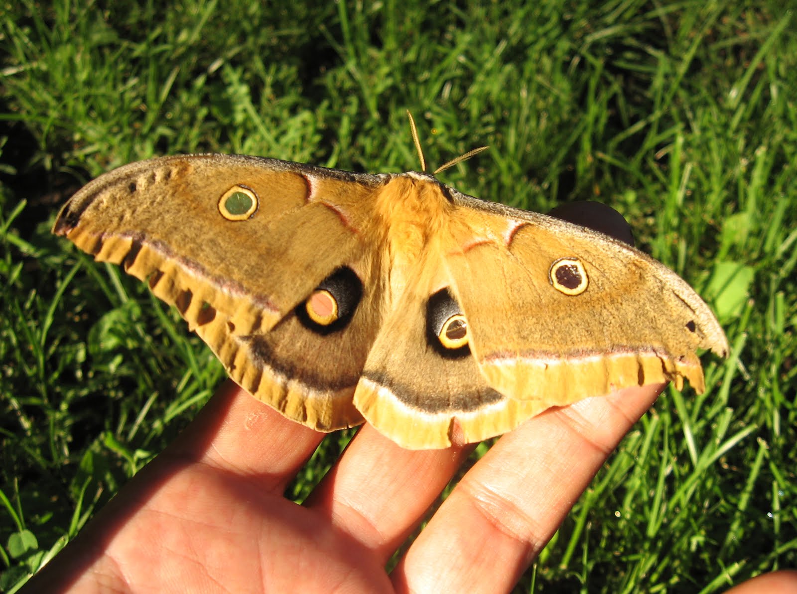 Tangled Web: An Eclipse of Moths