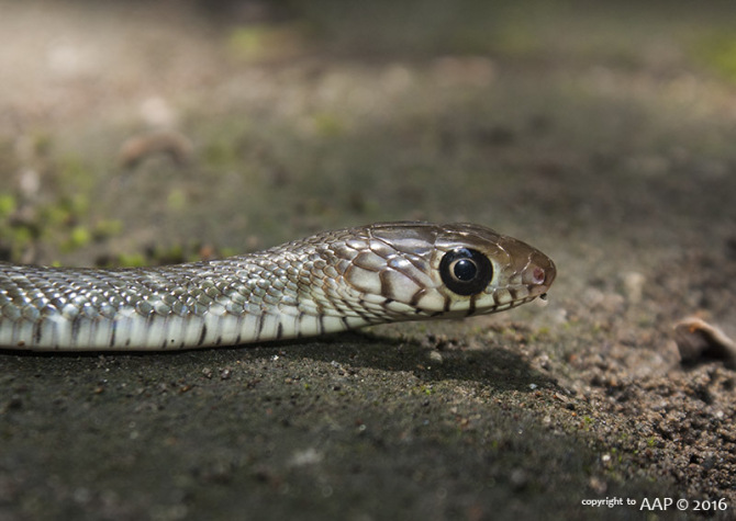 ASMANBIRDER: Ular Bandotan Macan, Ptyas mucosa