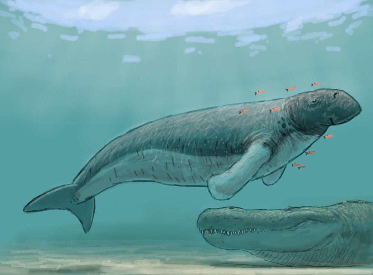 Noticias de Paleontologia: Culebratherium alemani, una vaca marina de ...