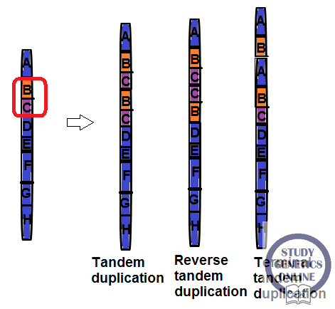 Study Genetics Online: Chromosomal duplications
