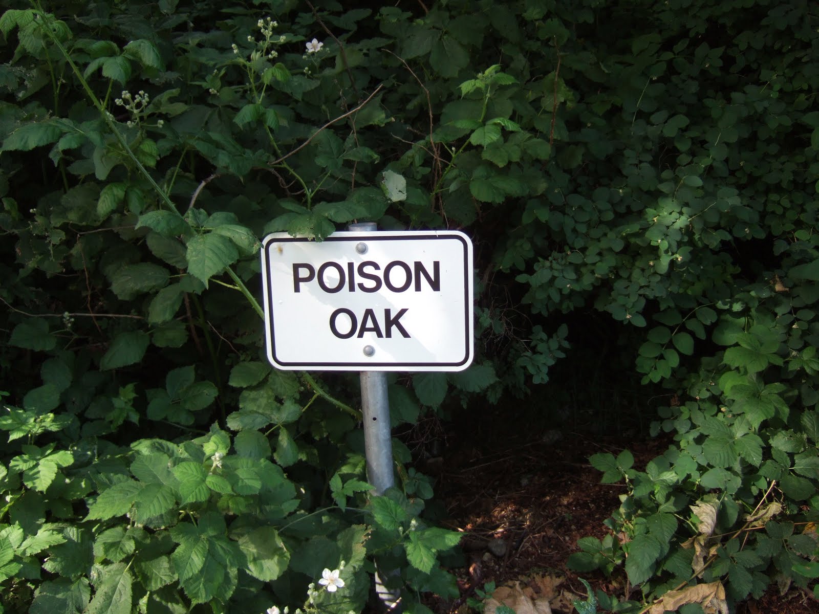 Reading the Washington Landscape: Poison Oak In Western Washington