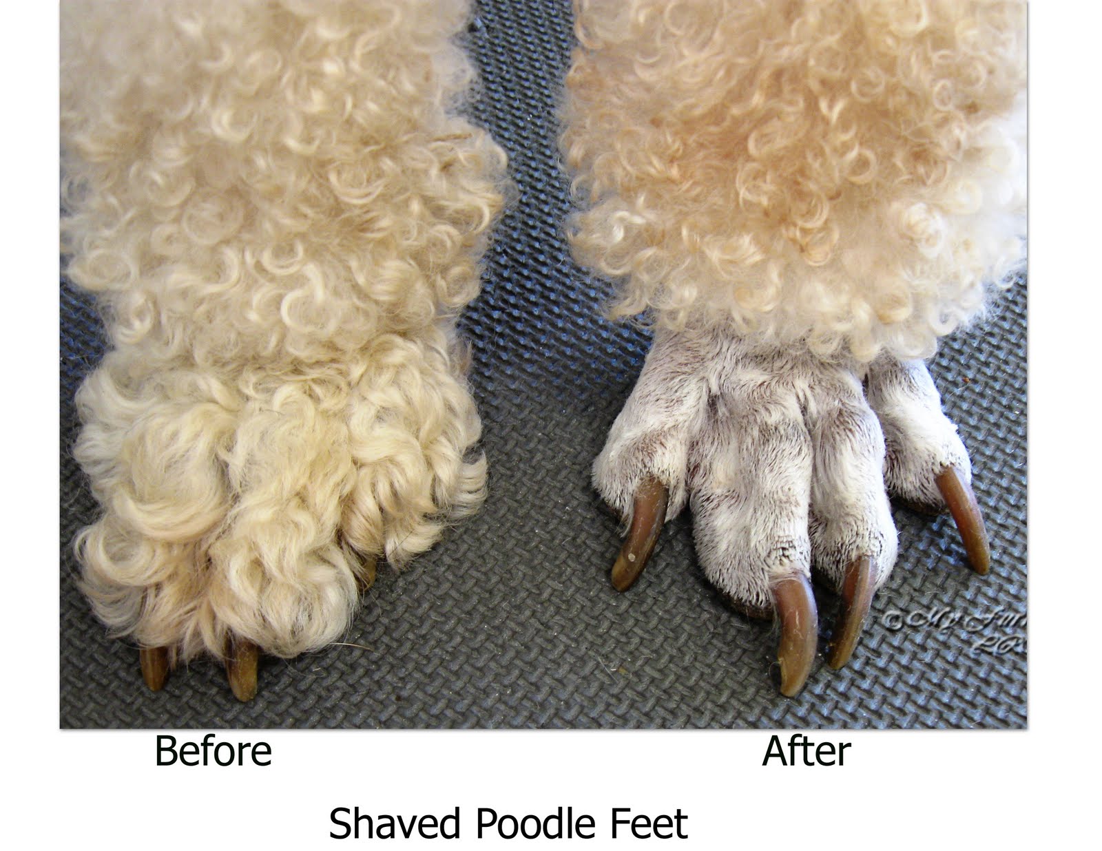 Grooming Your Furry Friend: Does A Poodle Have To Be Groomed Like A Poodle?