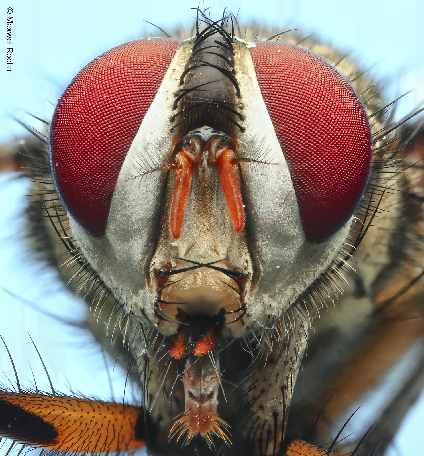 Macrofotografia por Maxwel Rocha: Moscas (Dípteras)