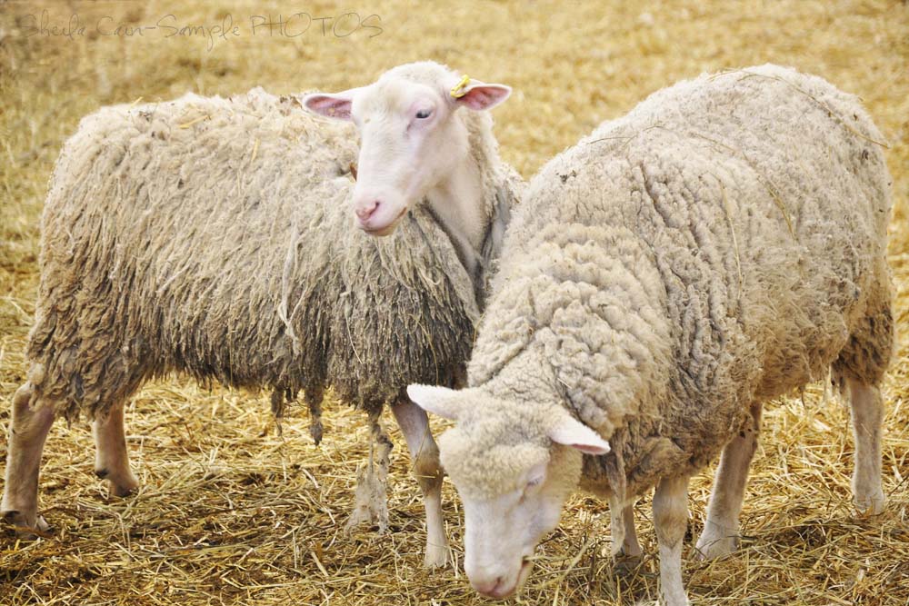 Sheila Cain-Sample: Farm Life - Sheep Shearing