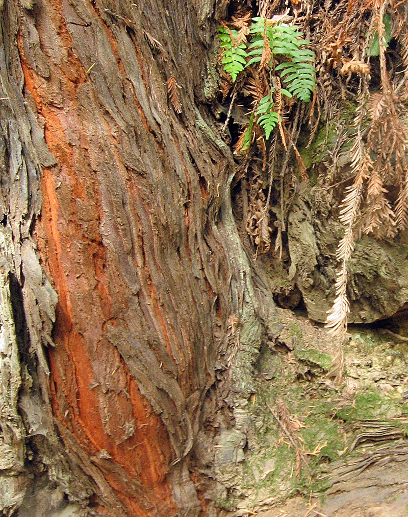 Another Mendocino Photo Blog: The Red of Redwood